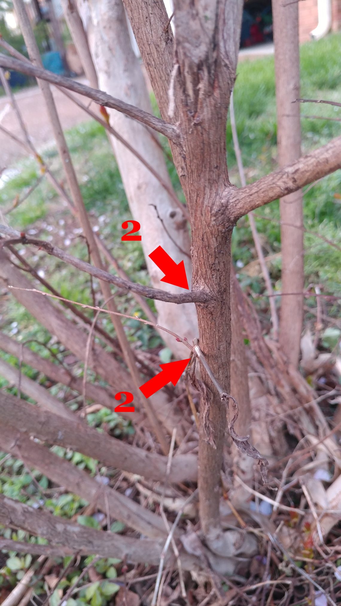 Crape Murder or the Horrific Butchering of Crape Myrtle Trees - A ...