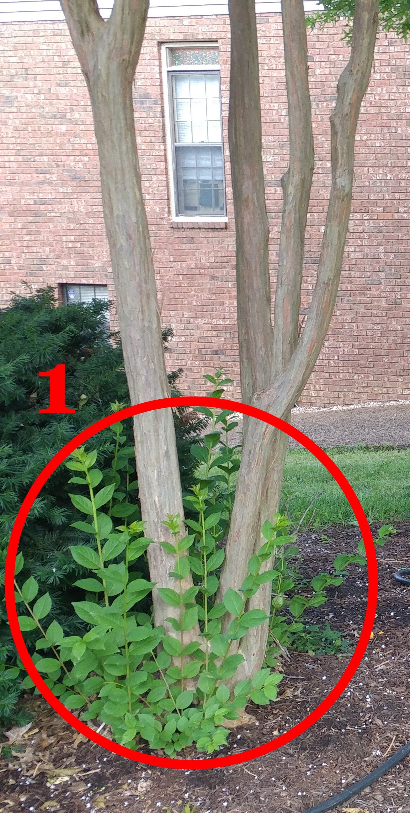 Crape Murder or the Horrific Butchering of Crape Myrtle Trees - A ...