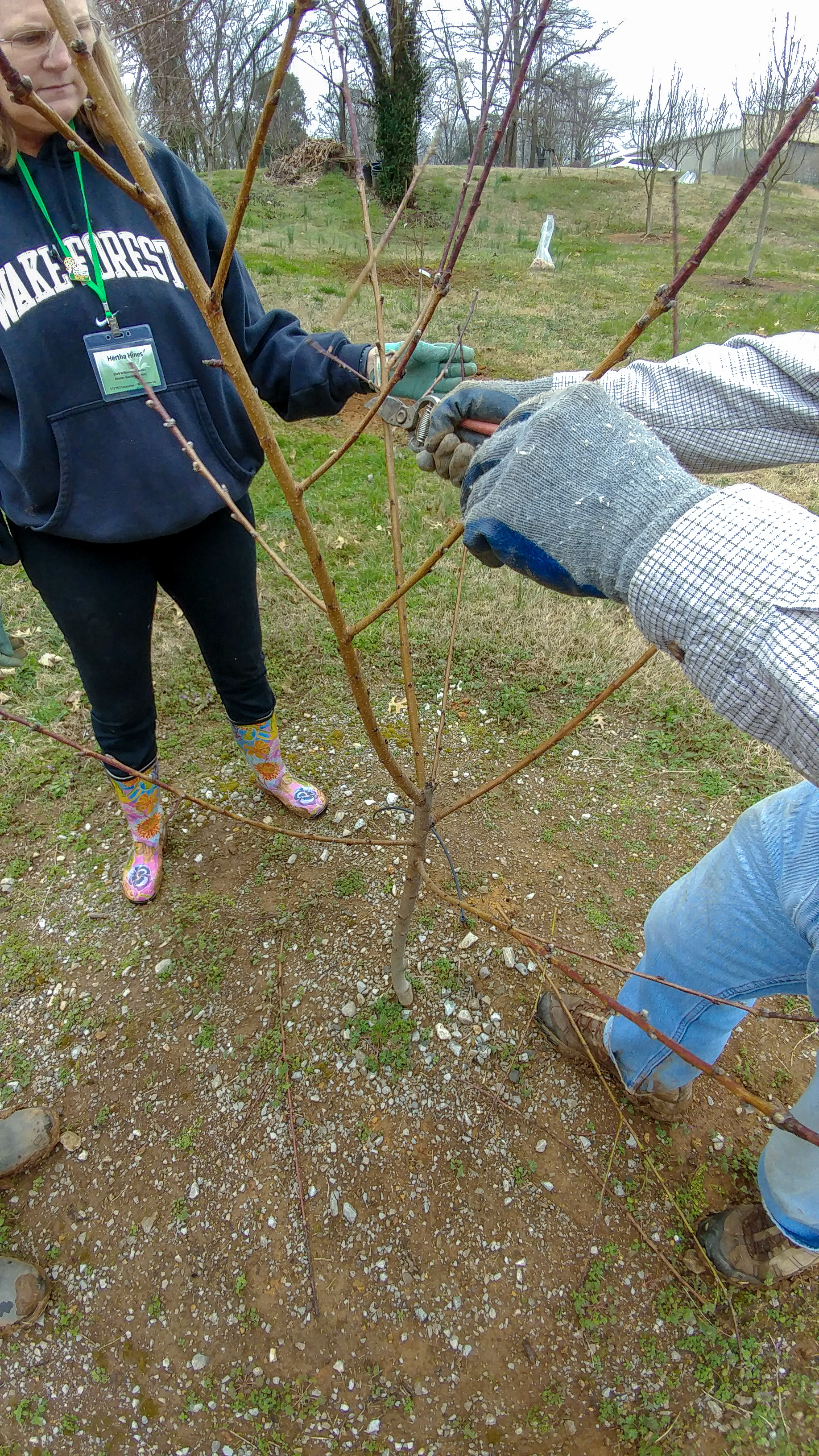 How to Plant and Prune a Fruit Tree - with Ron Novak at the Carter ...