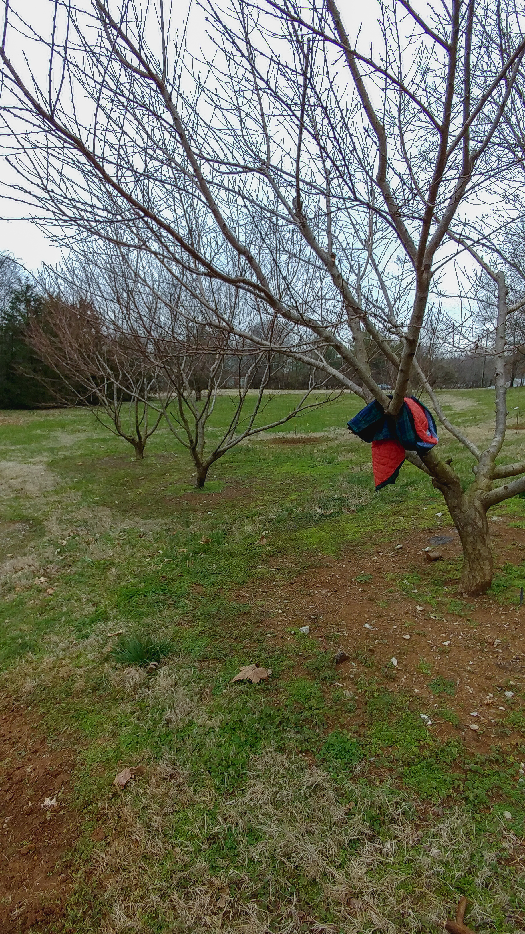 How to Plant and Prune a Fruit Tree - with Ron Novak at the Carter ...